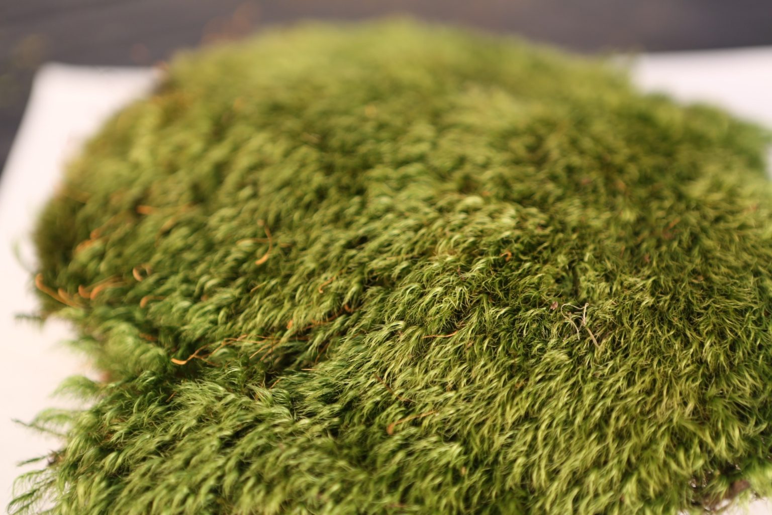 Preserved Wholesale Spanish and Reindeer Mosses : Mossman Inc