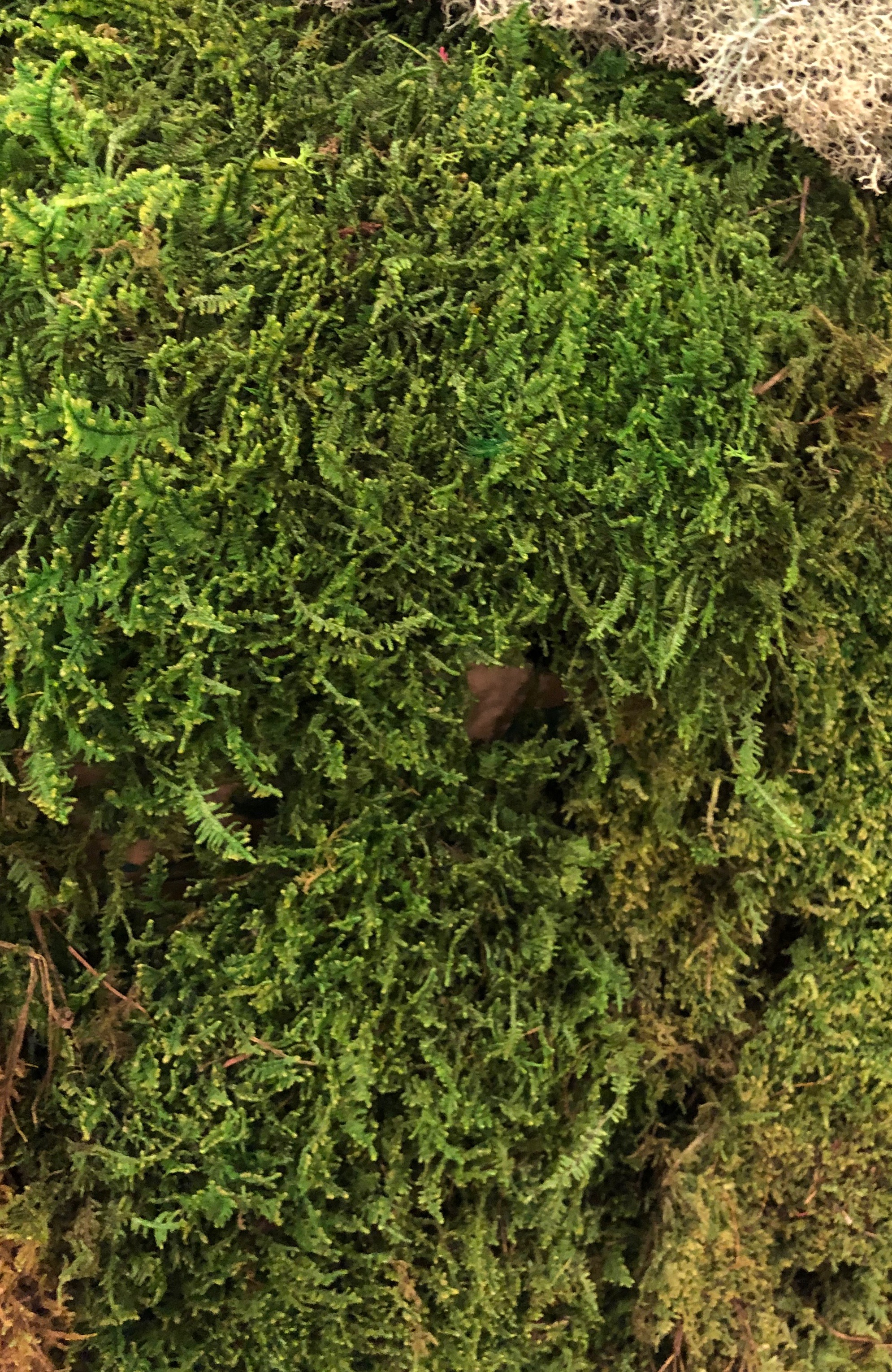 Preserved Wholesale Spanish And Reindeer Mosses Mossman Inc Preserved Wholesale Spanish And Reindeer Mosses Mossman Inc