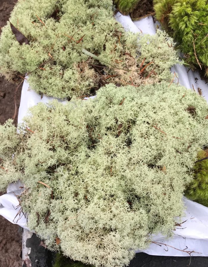 Premium Wholesale Sheet Moss : Mossman Inc