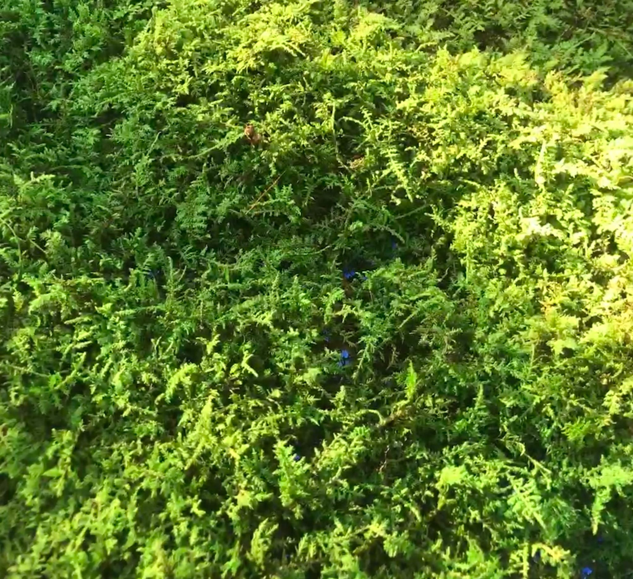 Preserved Wholesale Spanish and Reindeer Mosses : Mossman Inc