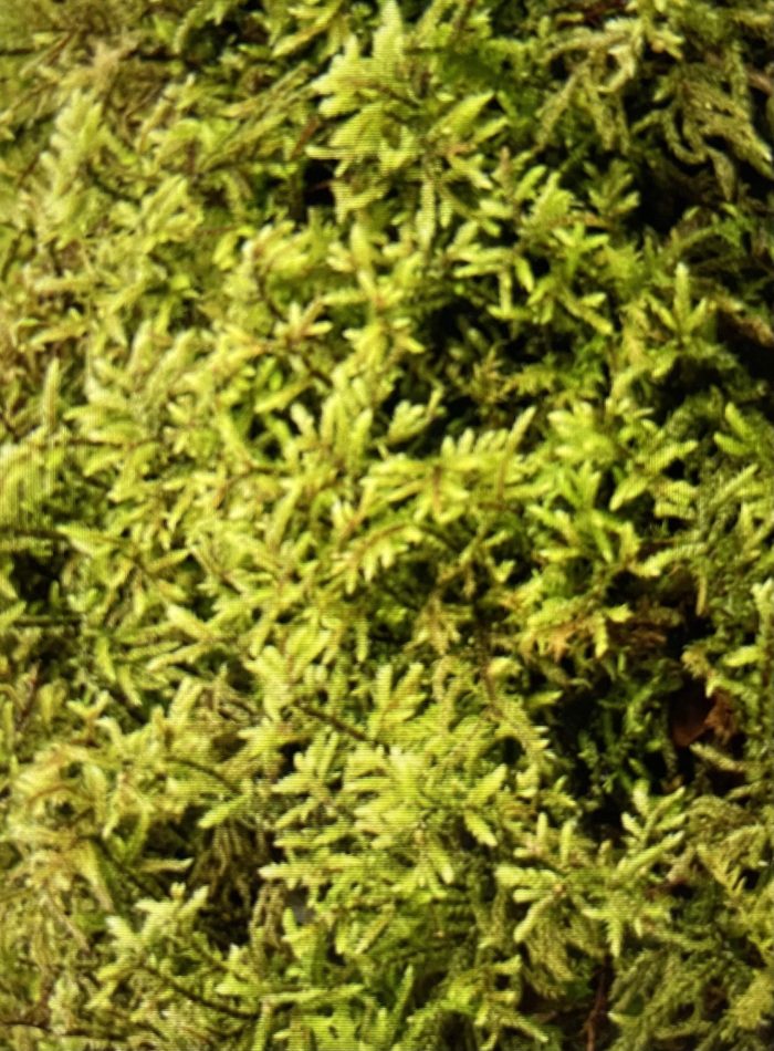 Preserved Wholesale Spanish and Reindeer Mosses : Mossman Inc