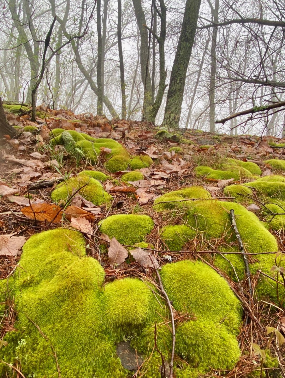 Preserved Wholesale Spanish and Reindeer Mosses : Mossman Inc