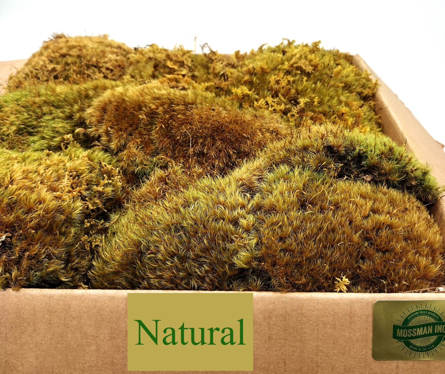 Preserved Wholesale Spanish and Reindeer Mosses : Mossman Inc