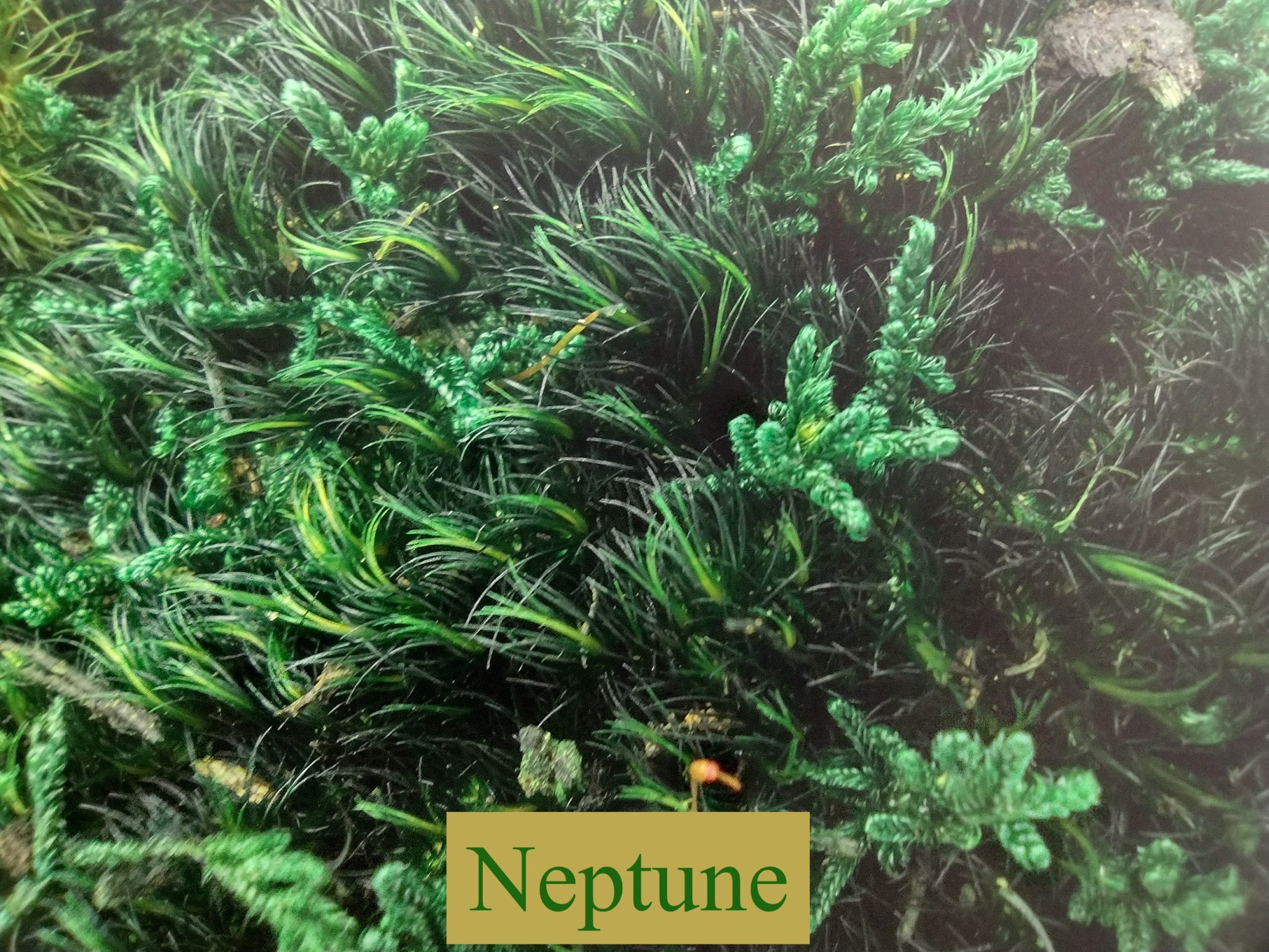 Preserved Wholesale Spanish and Reindeer Mosses : Mossman Inc